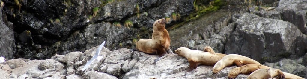 Carl Eli Rosen, M.D. - Ophthalmic Associates